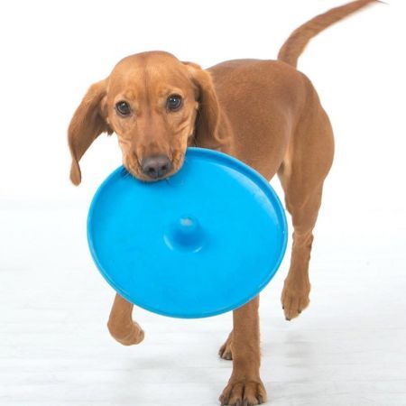 Dog Toy Disc Floppy Blue