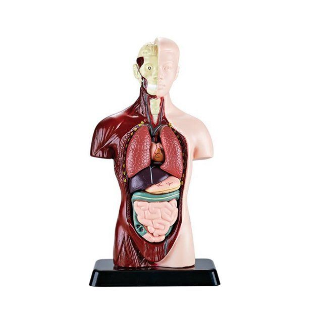 Human Torso Body Model Anatomy Anatomical Internal Organs For Teaching ...