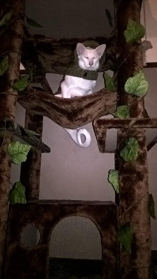 Deluxe 160cm Cat Activity Tree | Crazy Sales