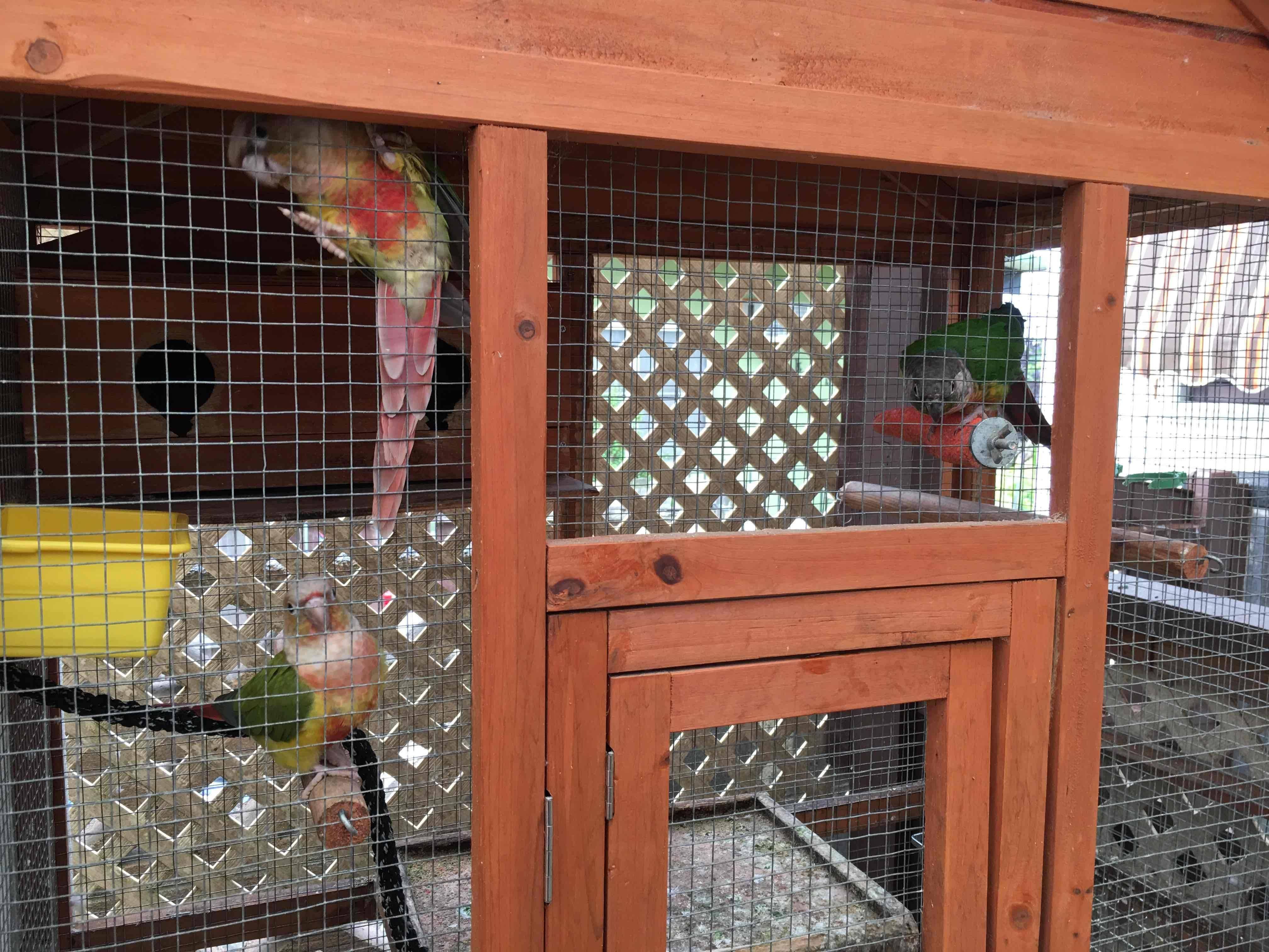 Large Wooden Bird Cage | Crazy Sales